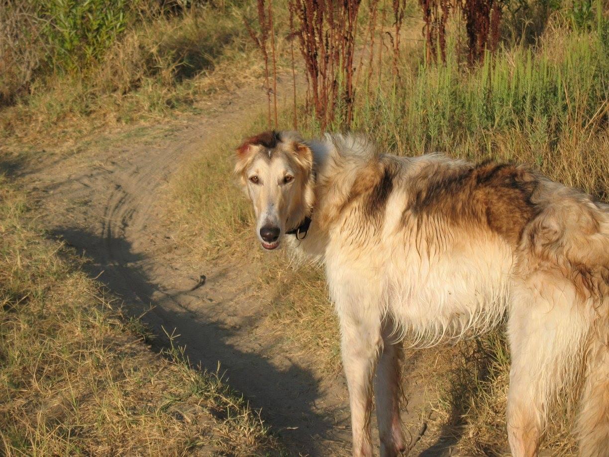 Steppes Borzoi in California | Borzoi puppies | Good Dog