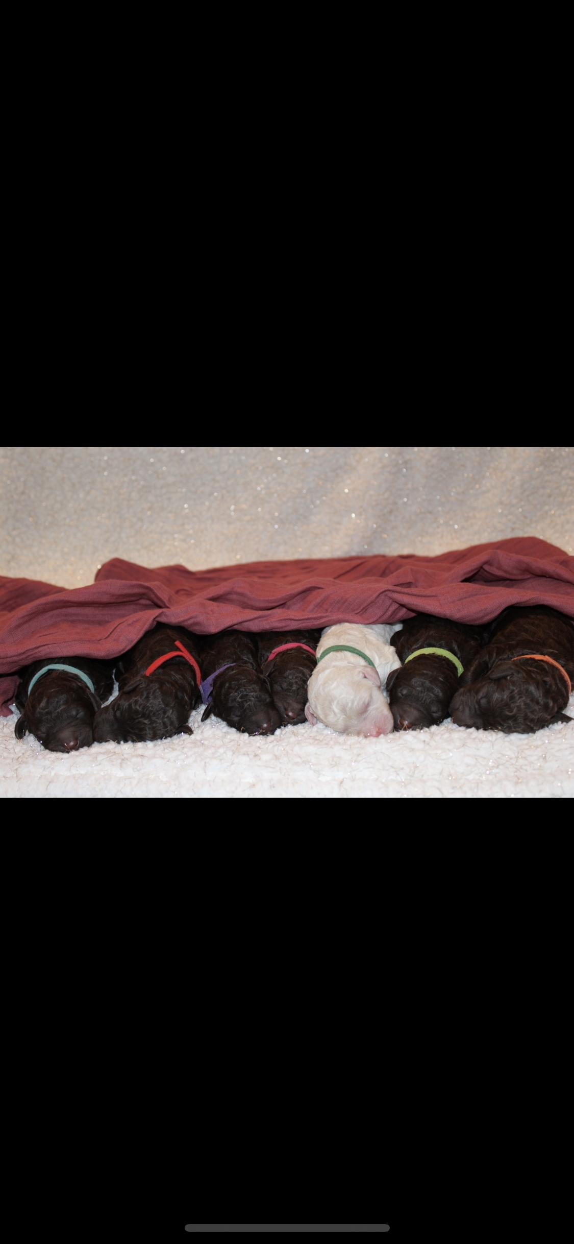 Smoodles in Mississippi | Goldendoodle puppies | Good Dog