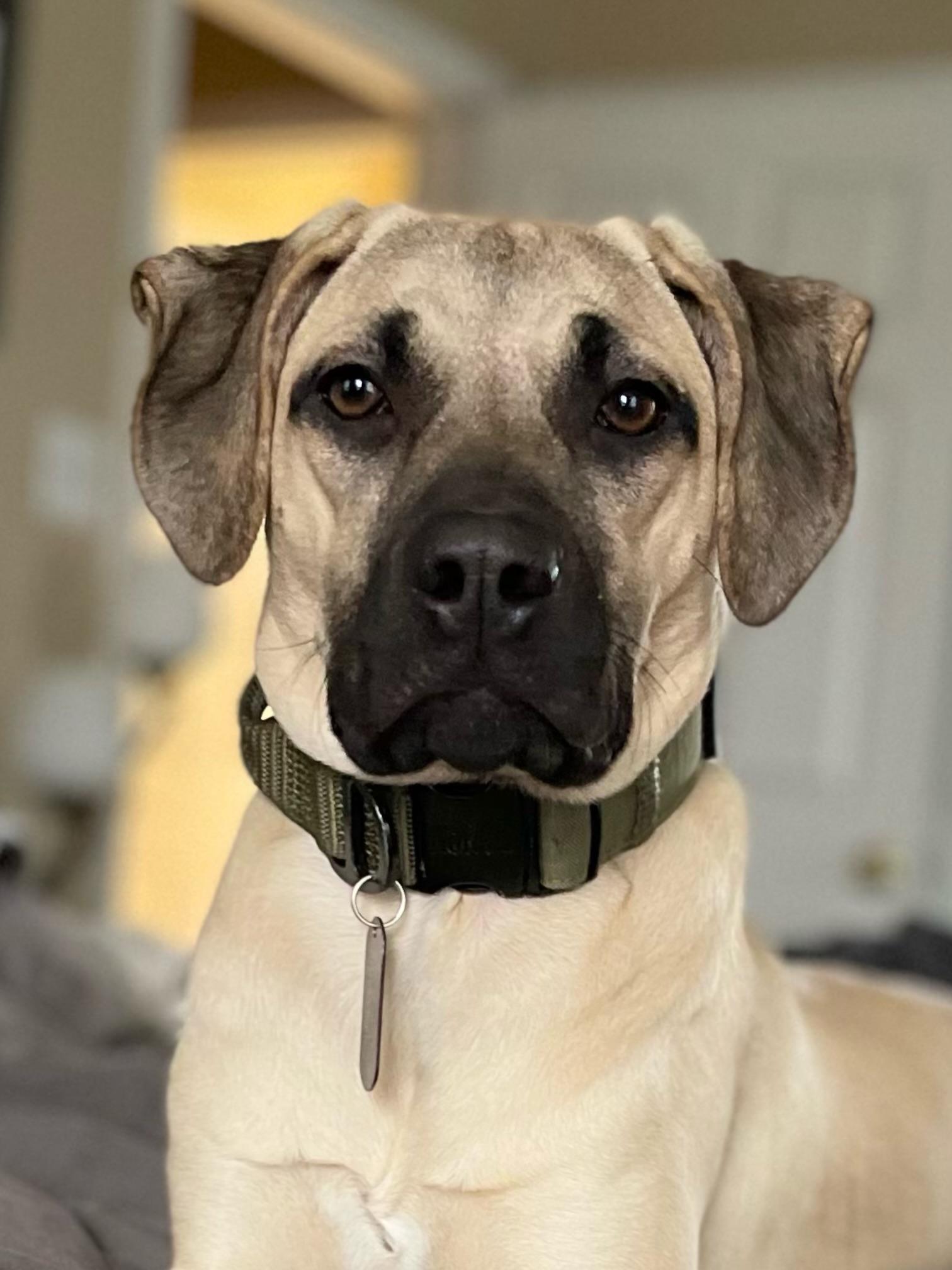 Heritage Cow Dogs in Missouri | Black Mouth Cur puppies | Good Dog