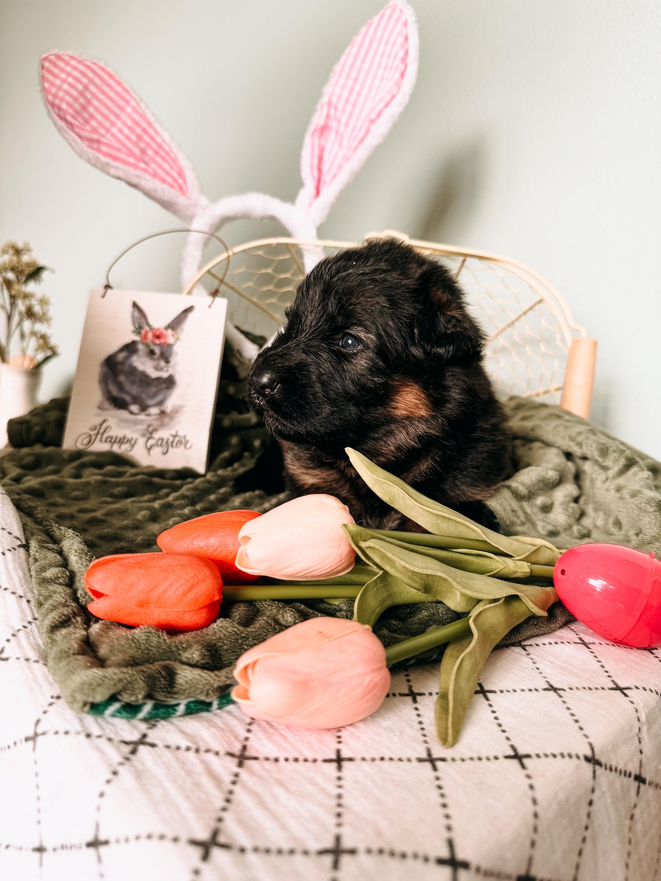 German Haus German Shepherds LLC in Missouri | German Shepherd puppies ...