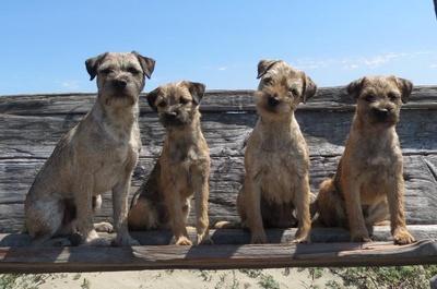 Tumbleweed in California | Border Terrier and Whippet puppies | Good Dog