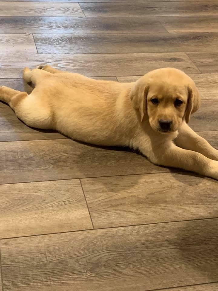 Buckeye Valley Labradors in Ohio | Labrador Retriever puppies | Good Dog