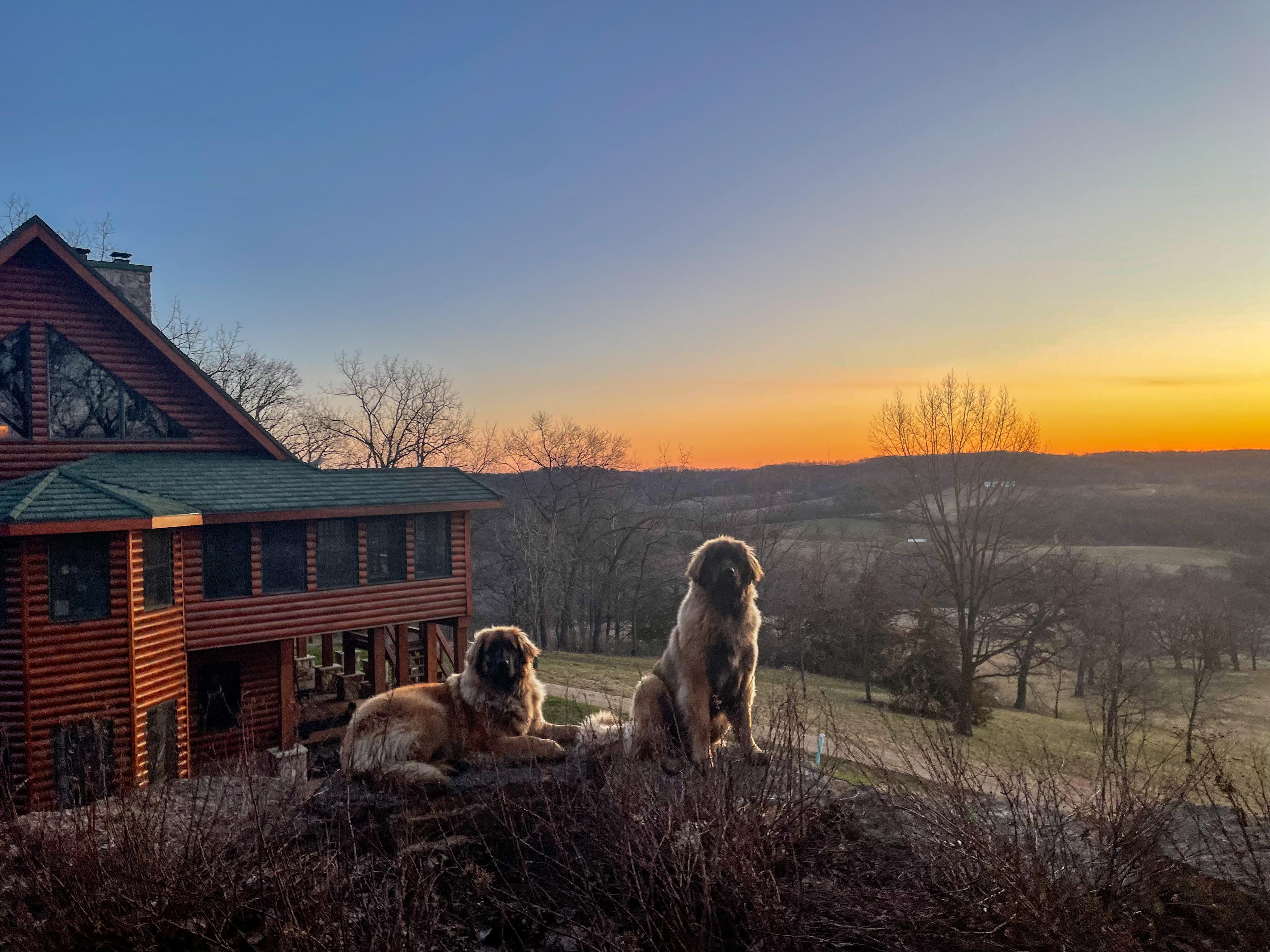 Lionsview Chalet in Illinois | Leonberger puppies | Good Dog