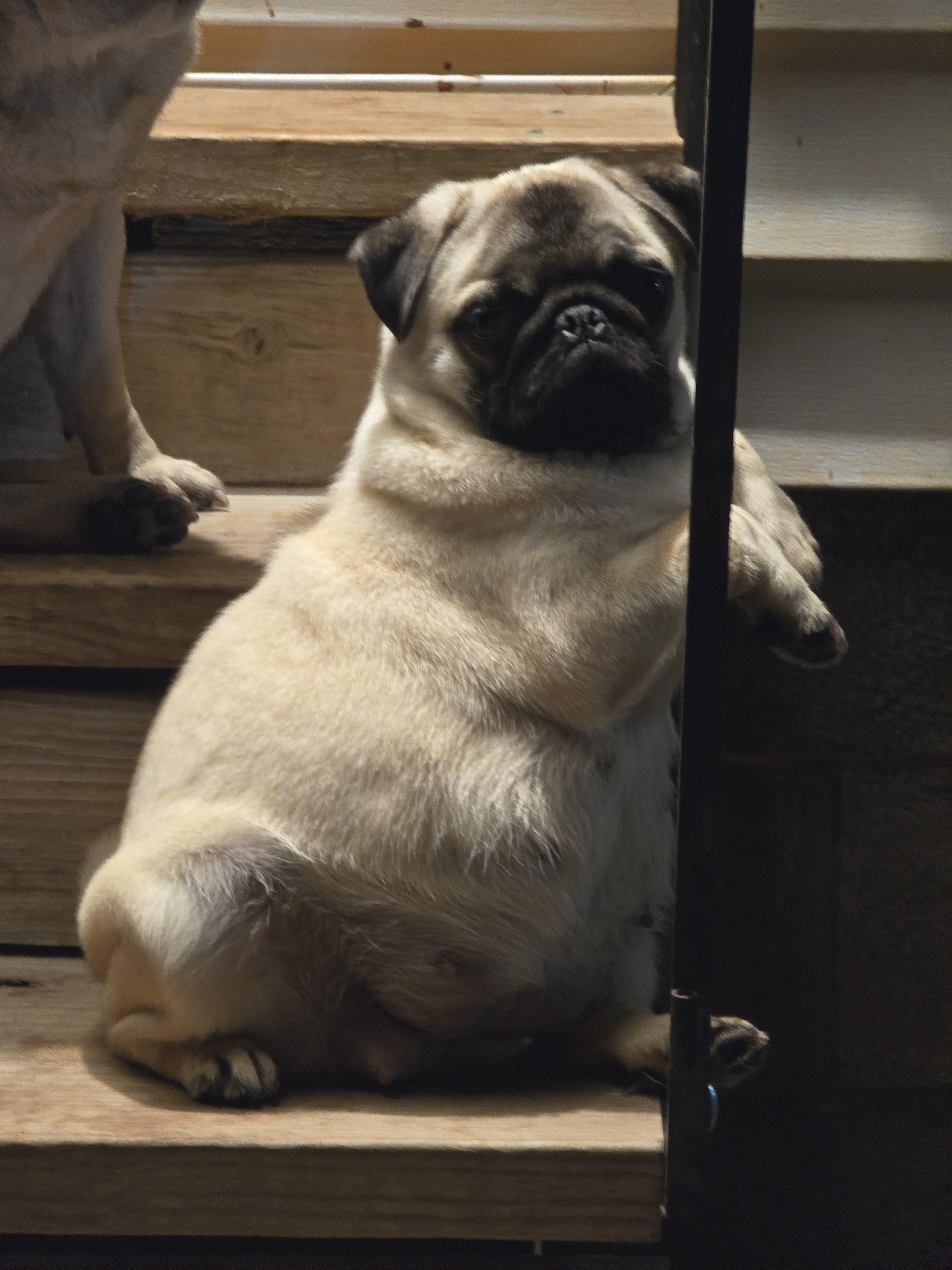 Piggy Pugs in North Carolina | Pug puppies | Good Dog