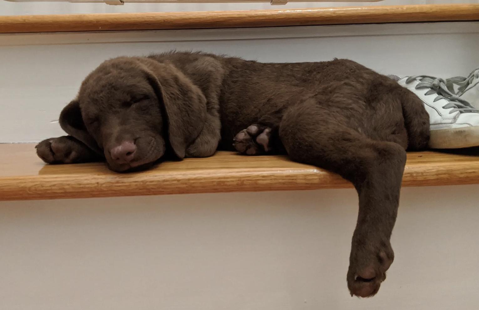 Claddagh Farm Chesapeakes in South Carolina | Chesapeake Bay Retriever ...