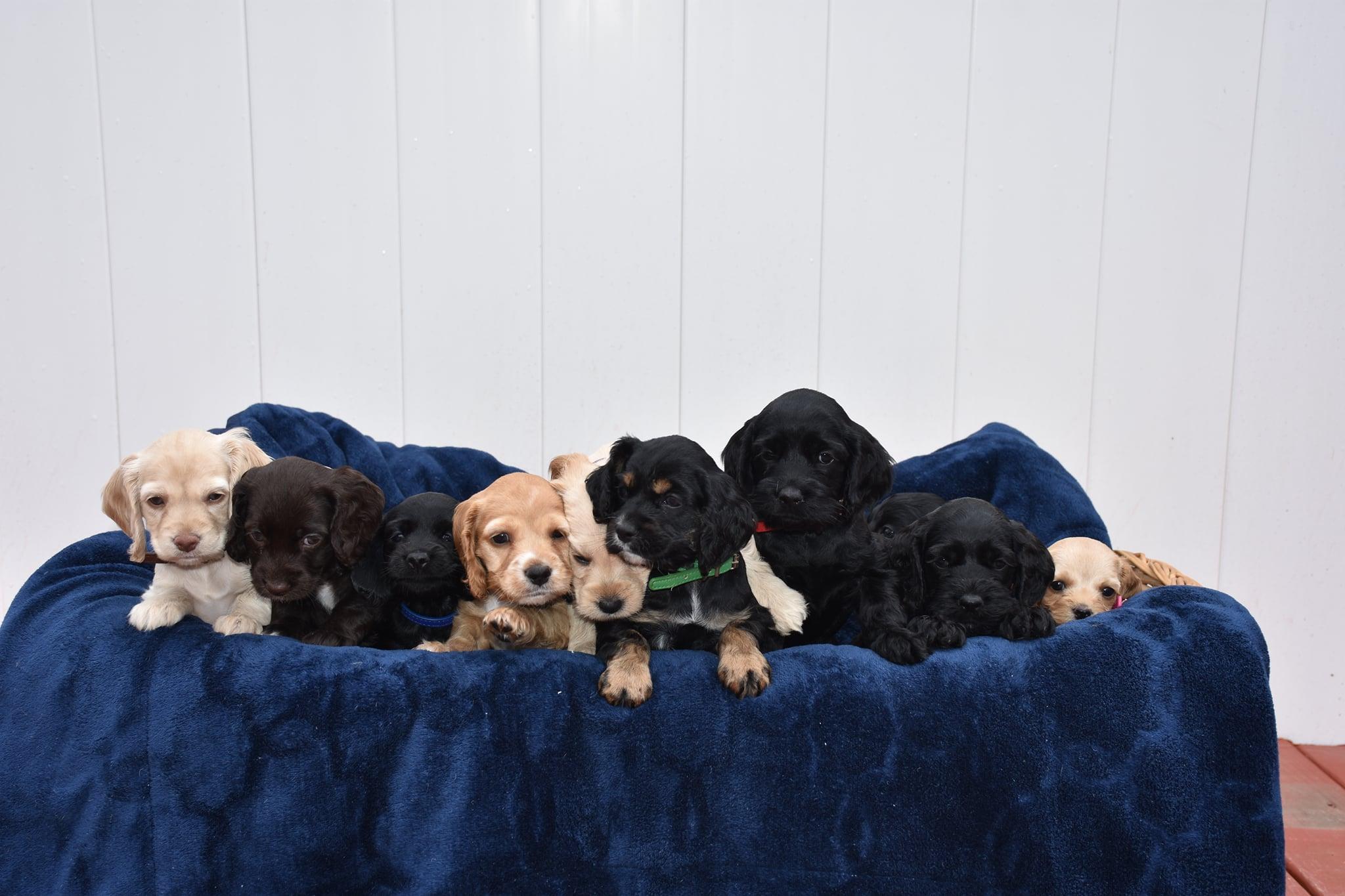 There's no place like home spaniels in Ohio | Cockapoo puppies | Good Dog