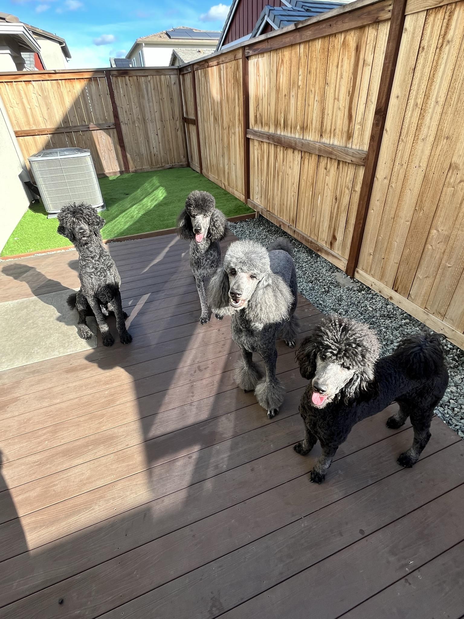 The Rad Poodles in Iowa | Poodle puppies | Good Dog