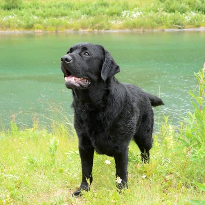 Skye Labradors in Alaska | Labrador Retriever puppies | Good Dog