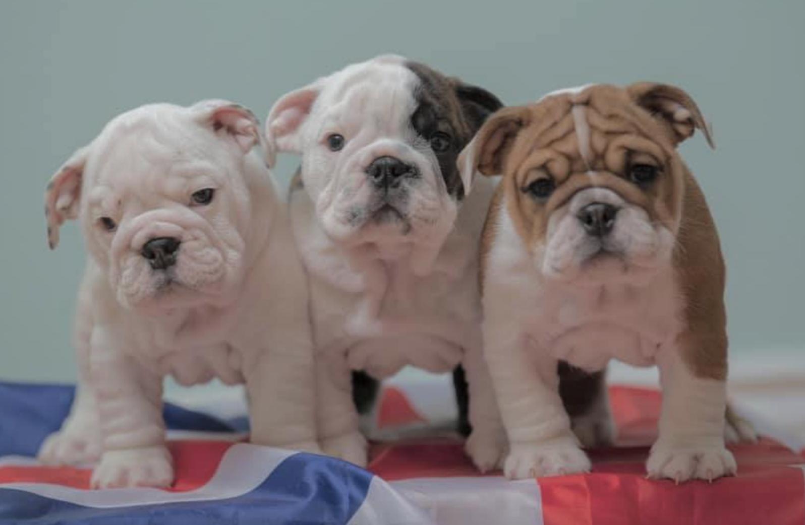 Mansi Bulldogs in New York | Bulldog puppies | Good Dog