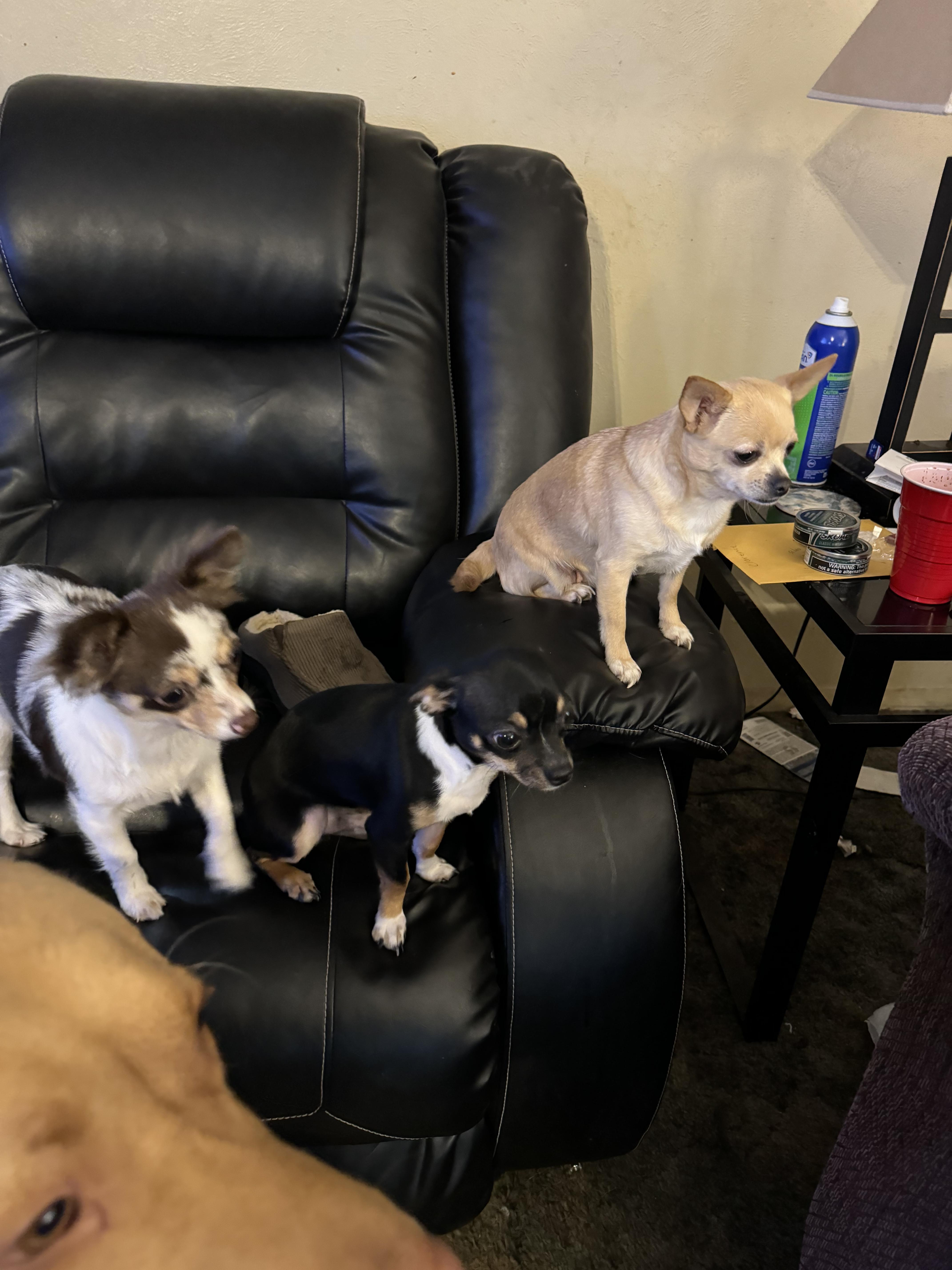 Stephanie’s Chi-WOW/corgi colony in Missouri | Chihuahua, Pembroke ...