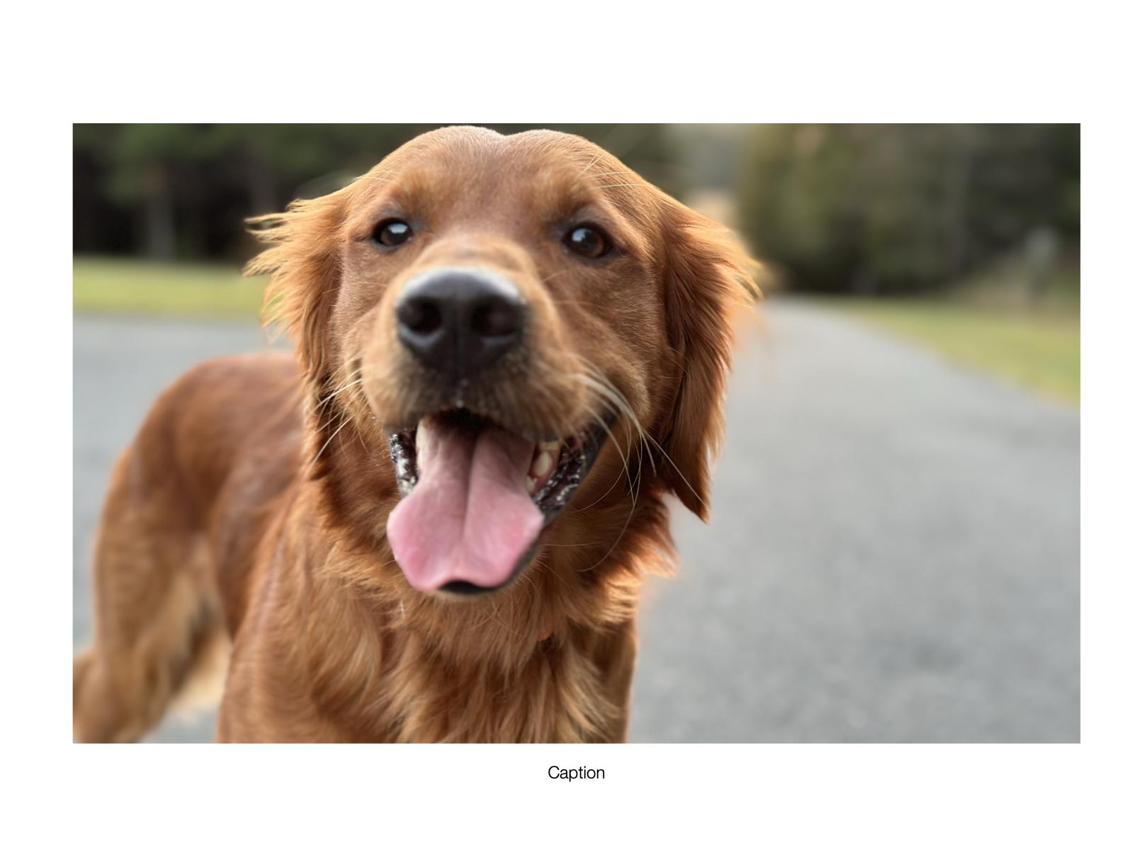 Companion Goldens of the Carolinas in North Carolina | Golden Retriever ...