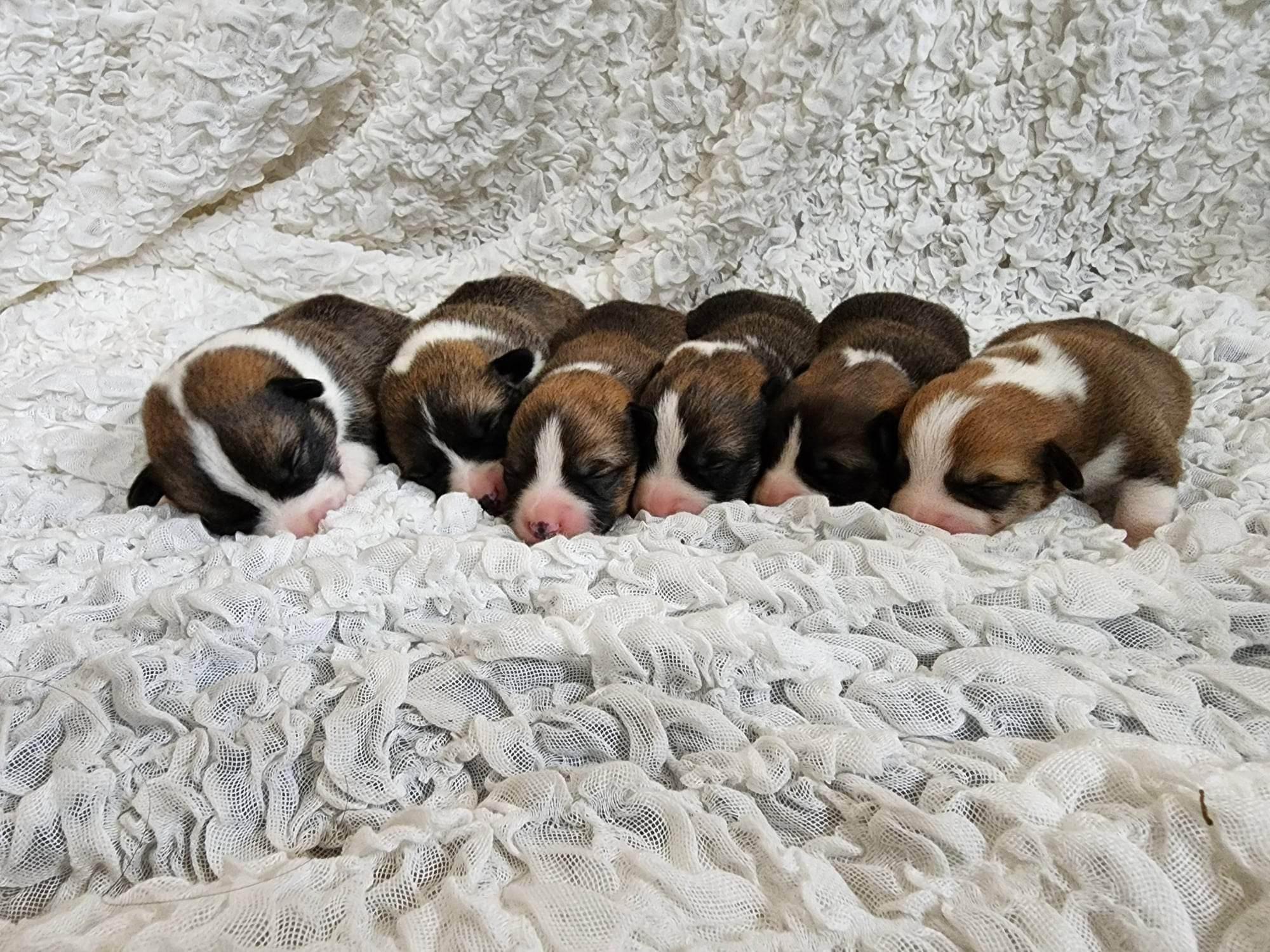 Cozy Corgi Ranch in Ohio | Pembroke Welsh Corgi puppies | Good Dog