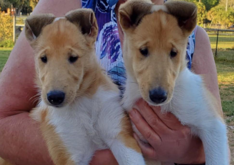 Sheranda Collies in Florida | Collie puppies | Good Dog