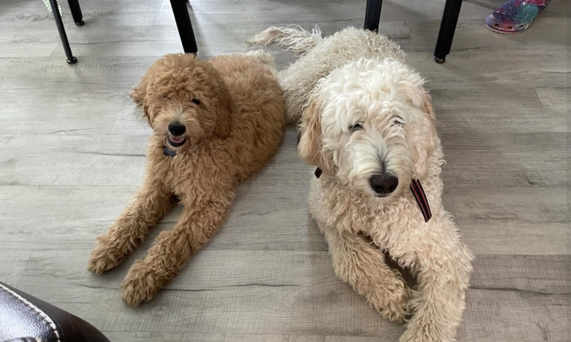Fluffyfaces of AK in Alaska | Goldendoodle puppies | Good Dog