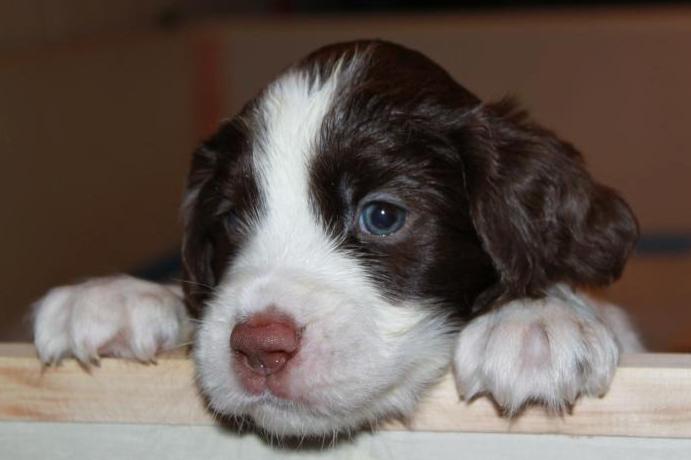 Webster Springers in Alabama | English Springer Spaniel puppies | Good Dog
