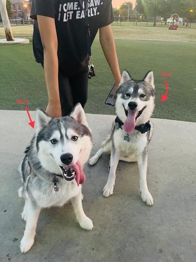 Orange Family Huskies in California | Siberian Husky puppies | Good Dog