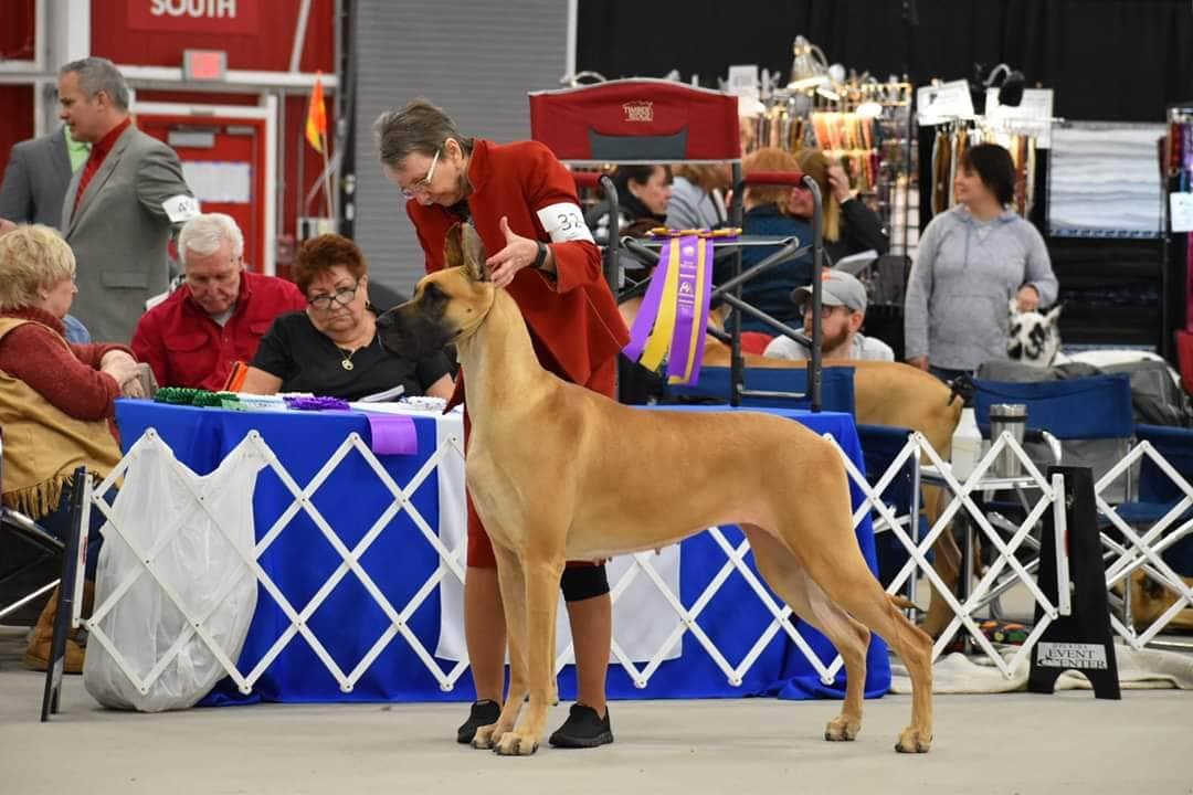 Legado Danes in Missouri | Great Dane puppies | Good Dog
