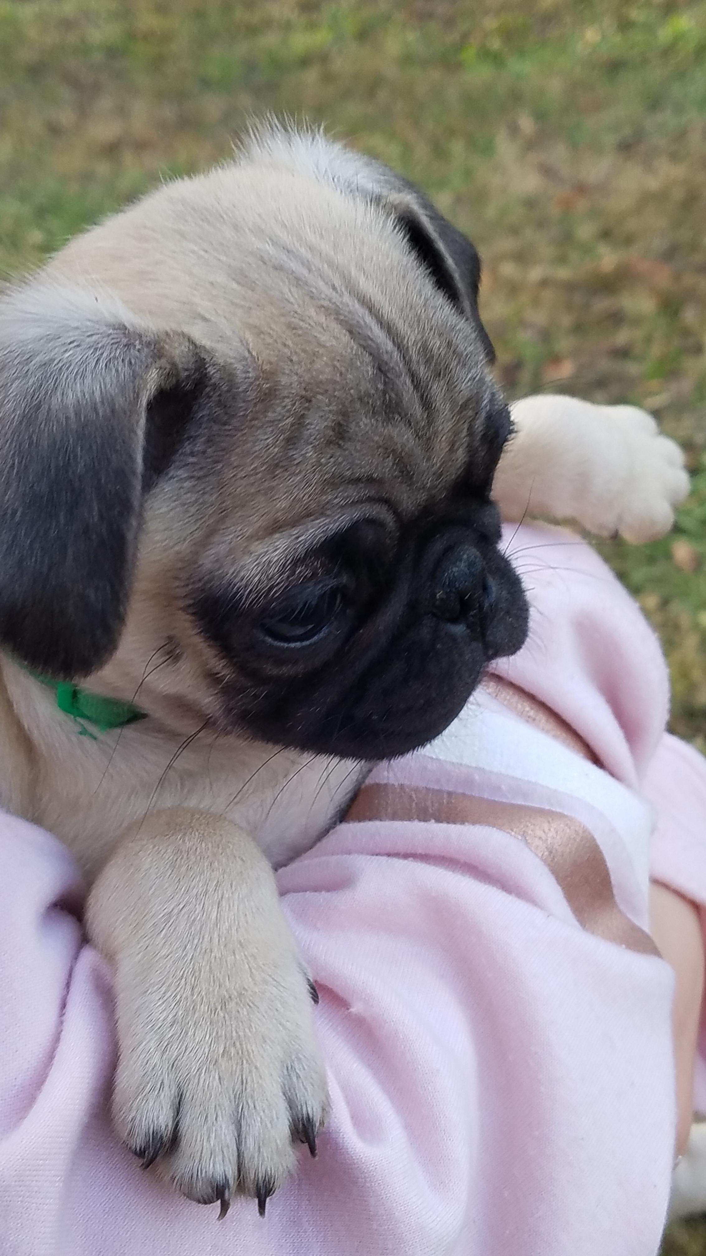 My Princess Pugs in Tennessee | Pug puppies | Good Dog