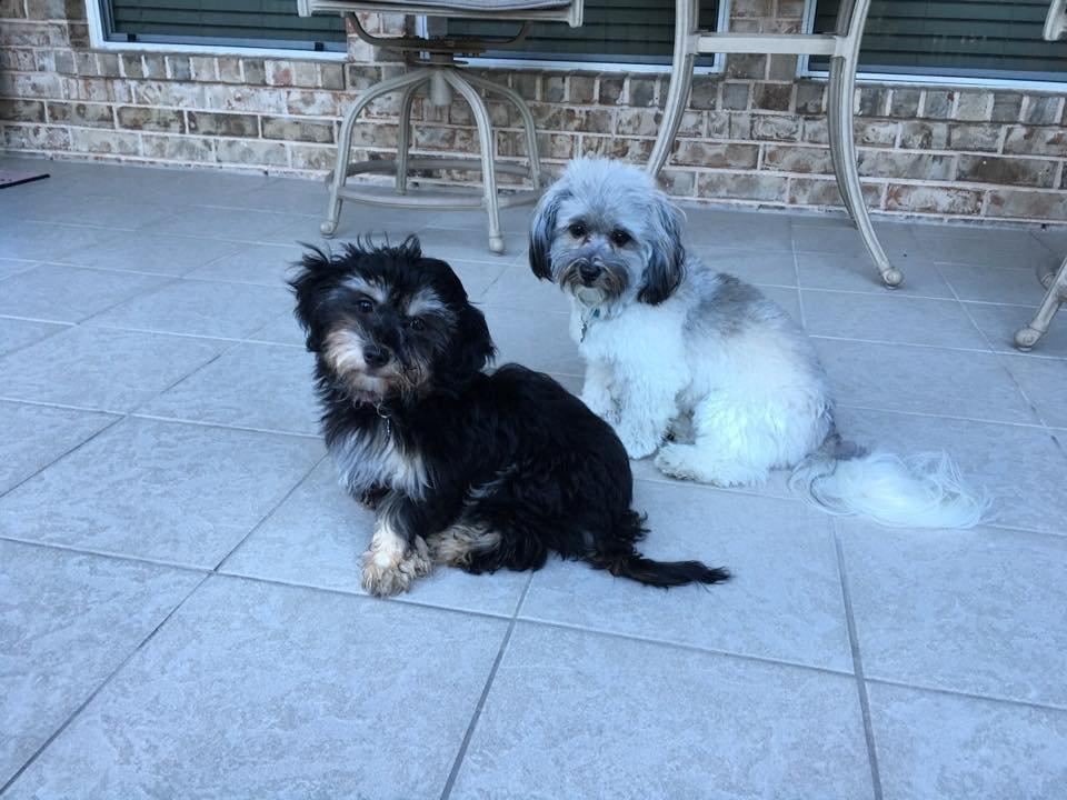 Legacy Havanese in Texas | Havanese puppies | Good Dog