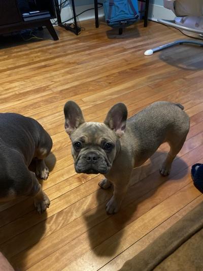 Frenchies R Us in Massachusetts | French Bulldog puppies | Good Dog