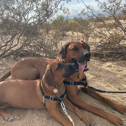 Timber Ridge Kennels in Texas | Rhodesian Ridgeback puppies | Good Dog