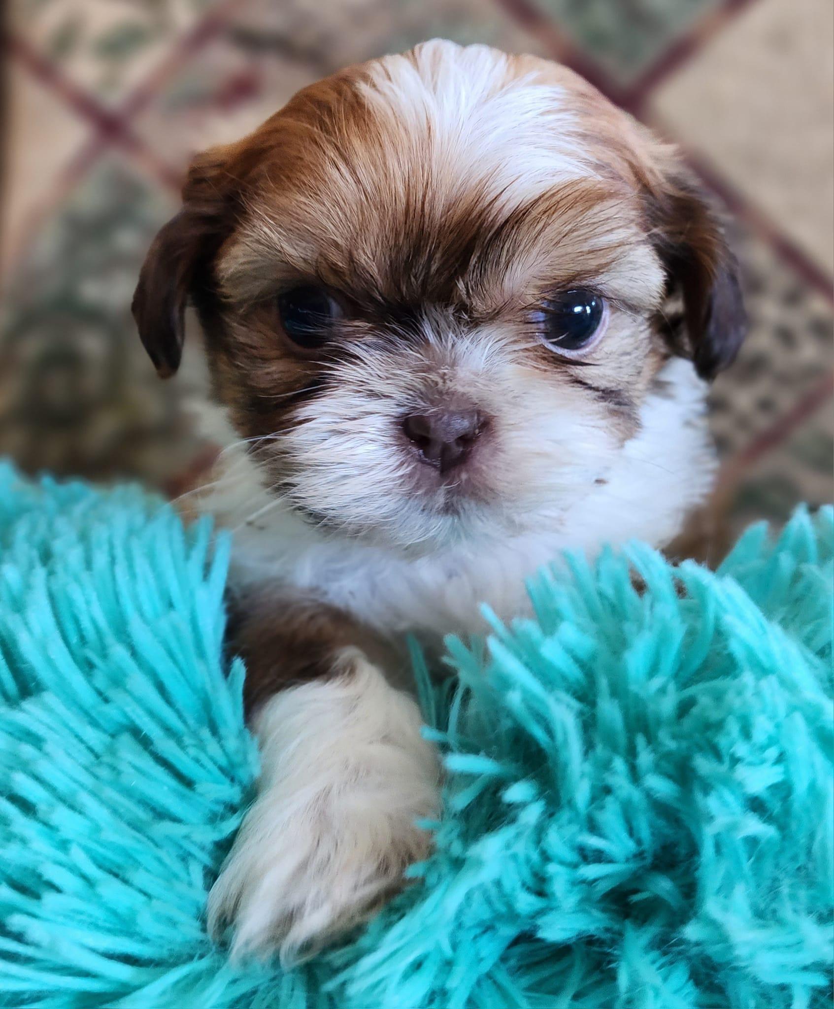 Darla's Shih Tzus in Texas | Shih Tzu puppies | Good Dog