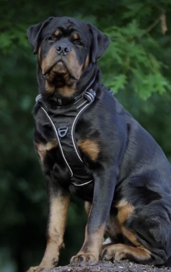 SOUTH SANTIAM ROTTWEILERS in Oregon | Rottweiler puppies | Good Dog