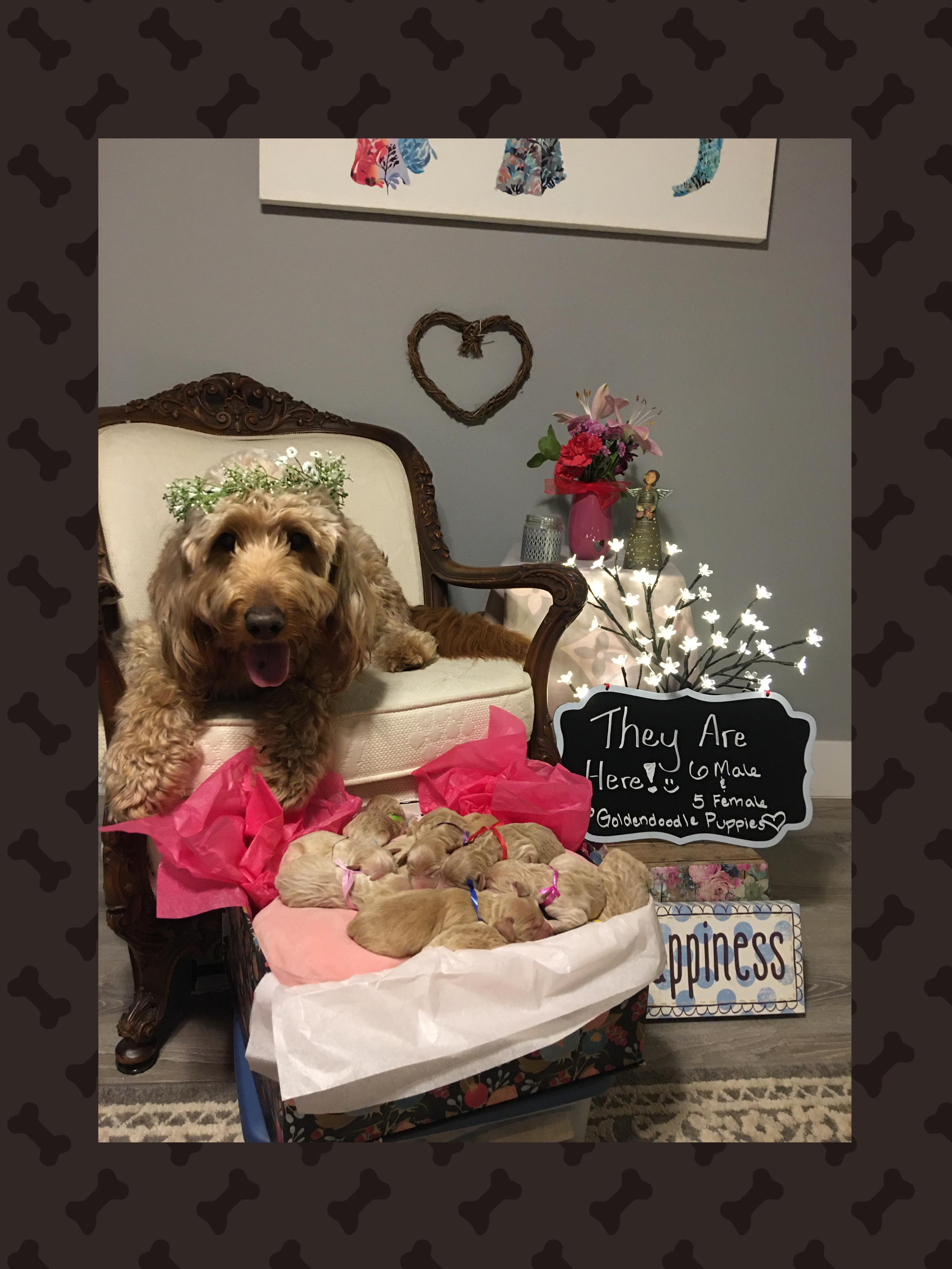 Capital Doodles in Oregon | Cockapoo and Goldendoodle puppies | Good Dog