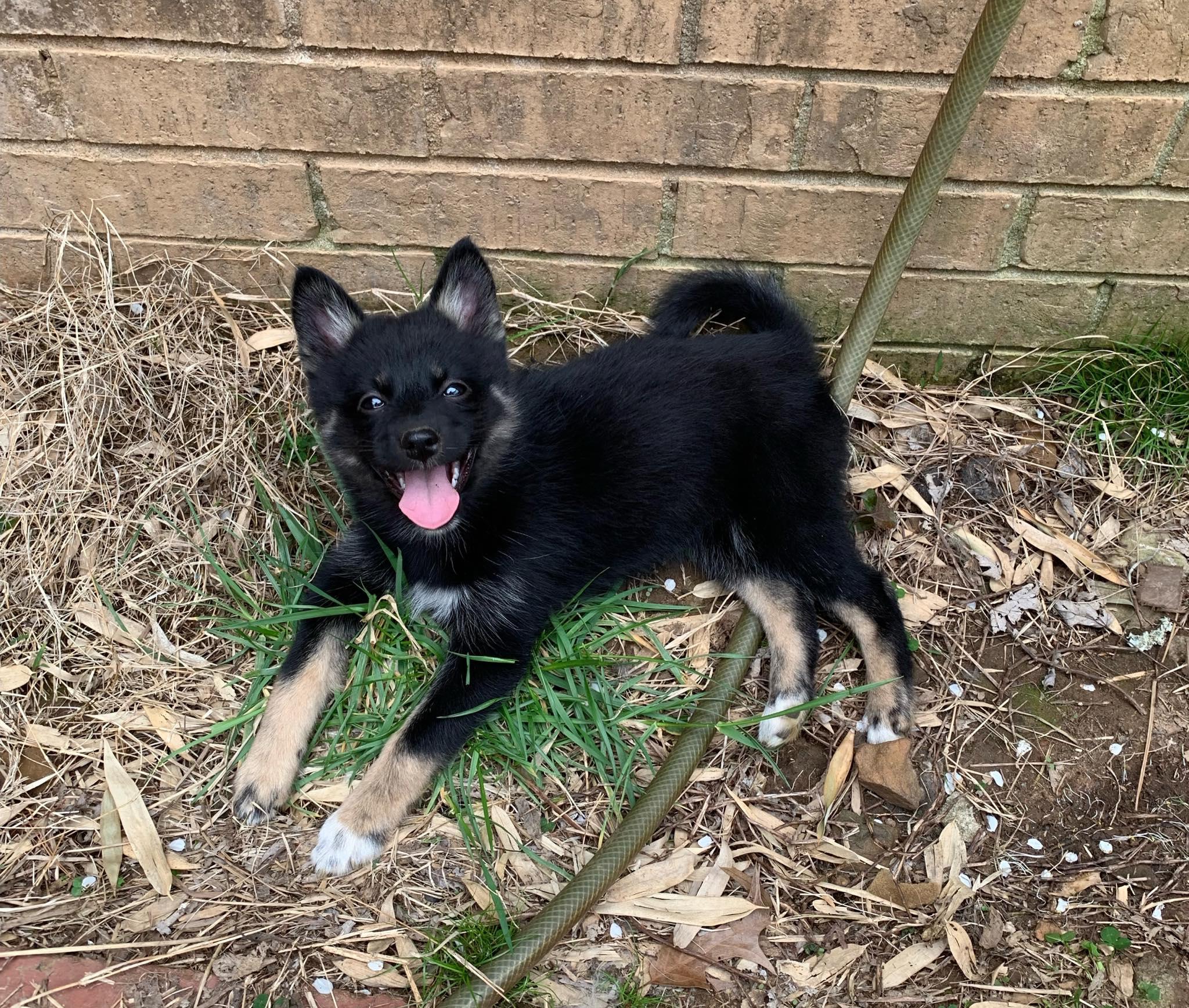 Red River Pomskies in Arkansas | Pomsky puppies | Good Dog