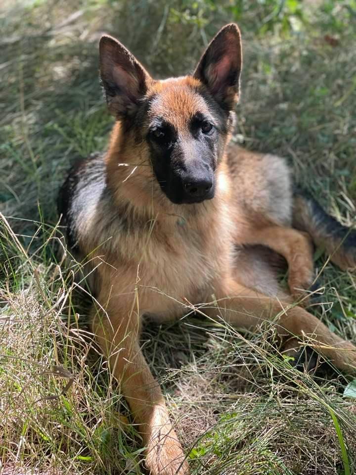 Haley's German Shepherds in Wyoming | German Shepherd puppies | Good Dog