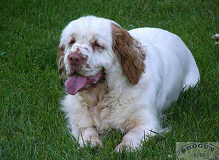 Shogun Clumber Spaniels in Wisconsin | Clumber Spaniel puppies | Good Dog