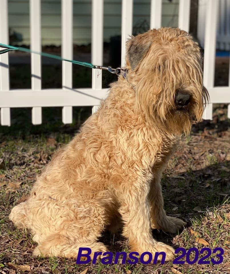Felicias Swheaties in Texas | Soft Coated Wheaten Terrier puppies ...