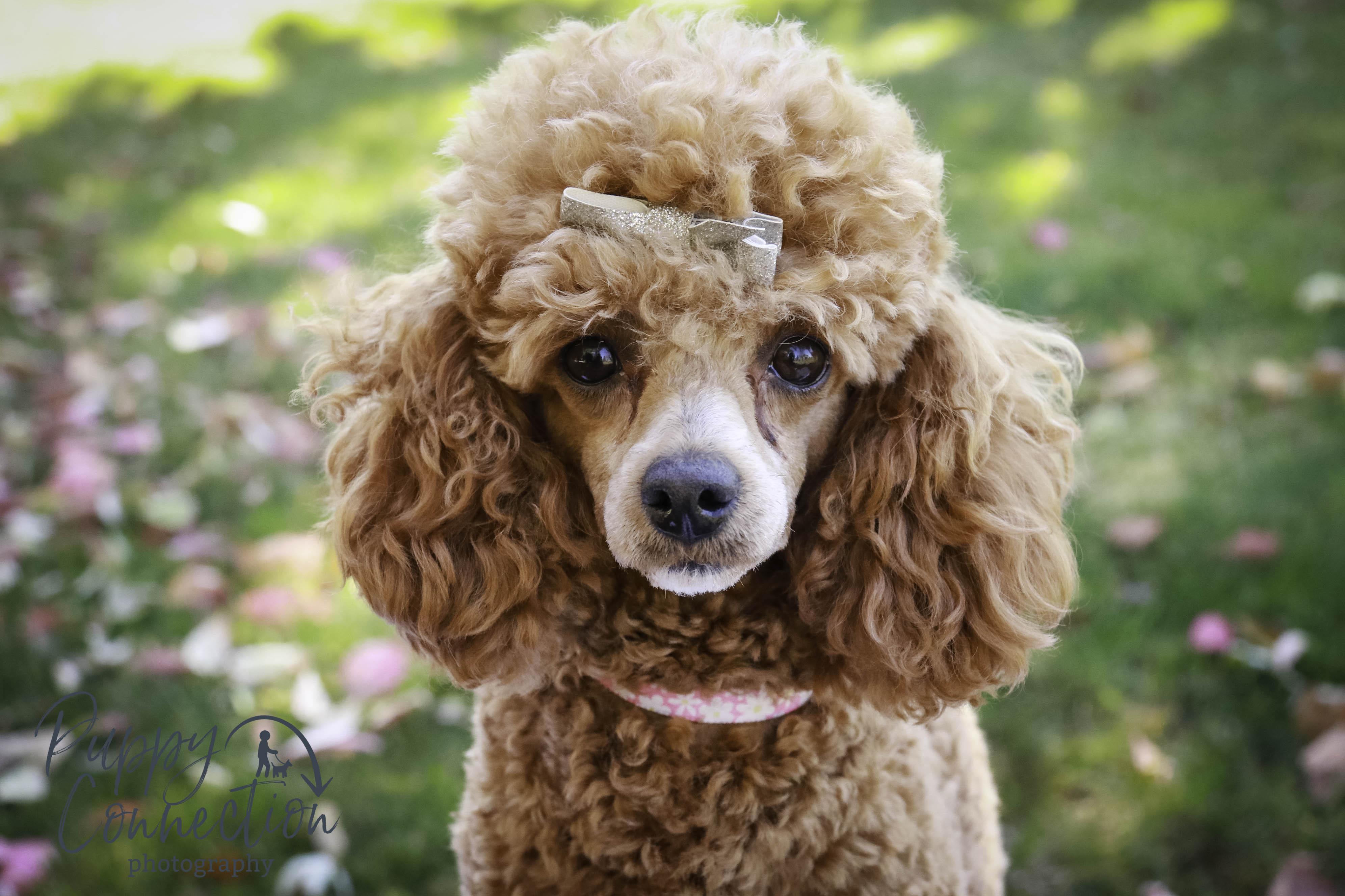 Perfect Match Poodles in Indiana | Poodle puppies | Good Dog