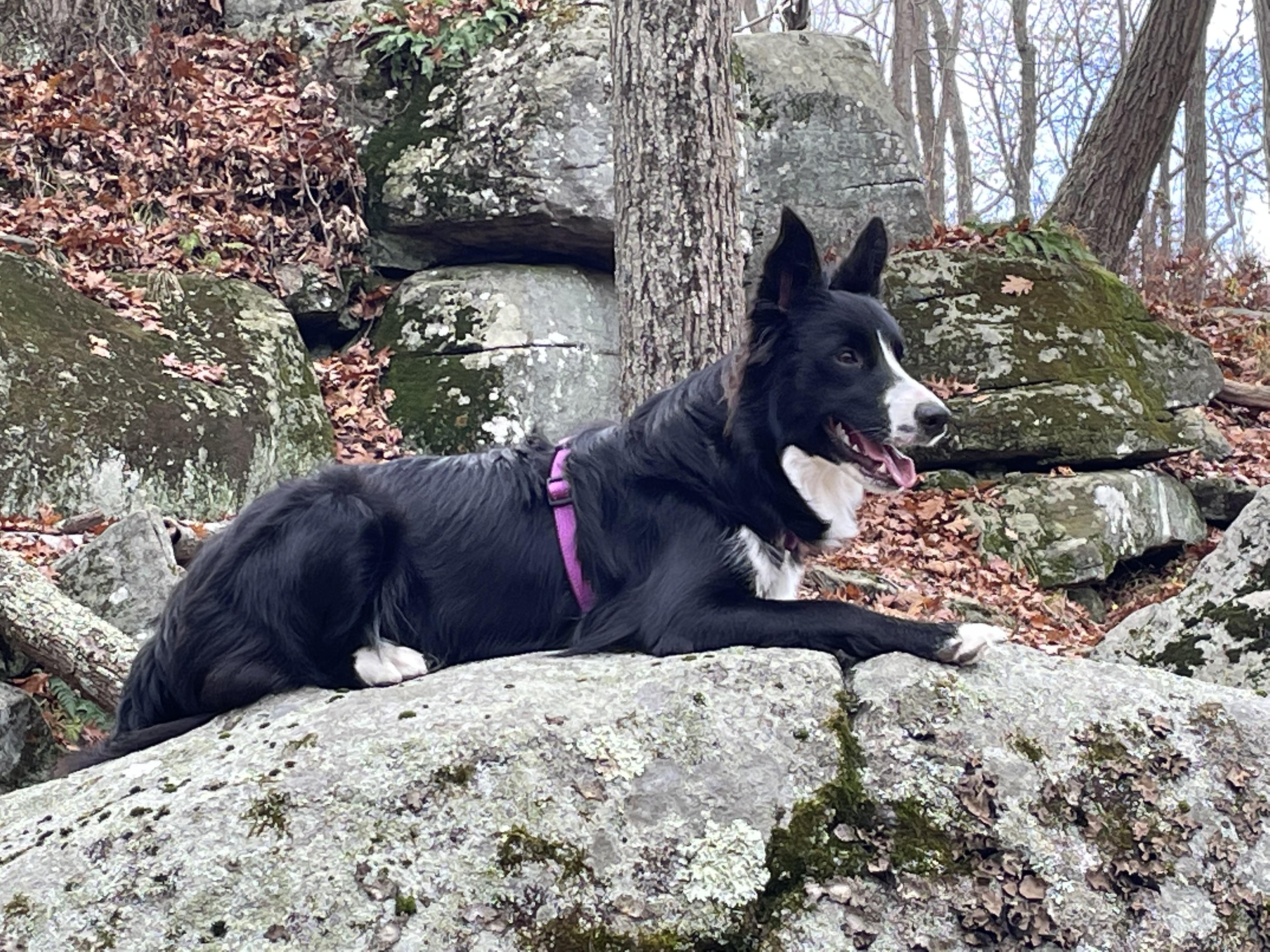 Epic Borders in New Jersey | Border Collie puppies | Good Dog
