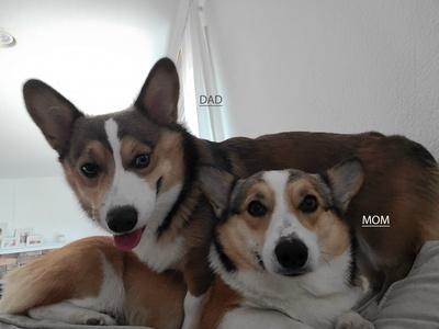 HB Corgi Ranch in California | Pembroke Welsh Corgi puppies | Good Dog