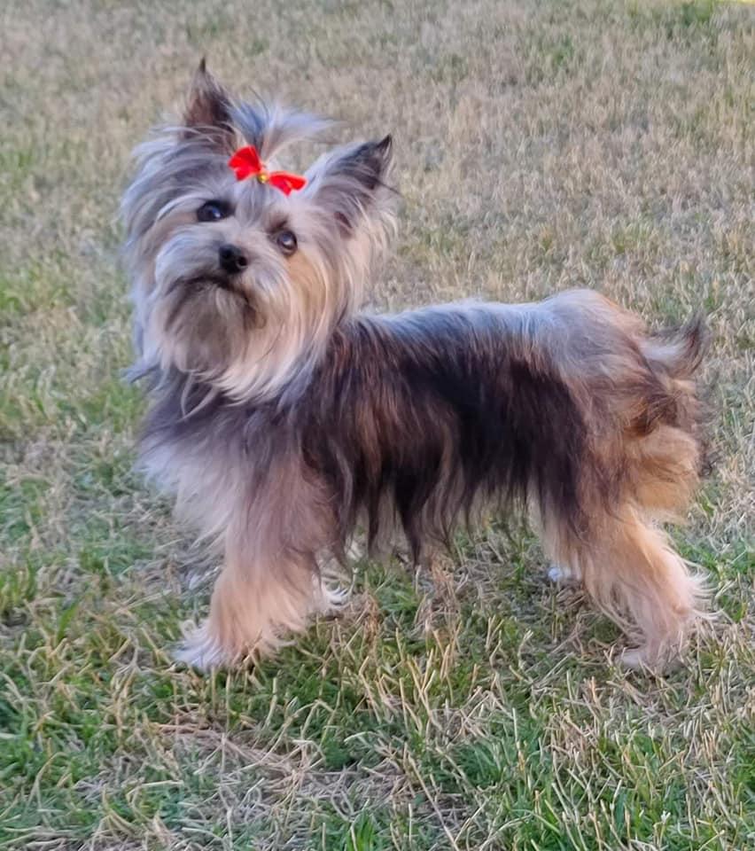 Blue River Yorkies in Arizona | Yorkshire Terrier puppies | Good Dog