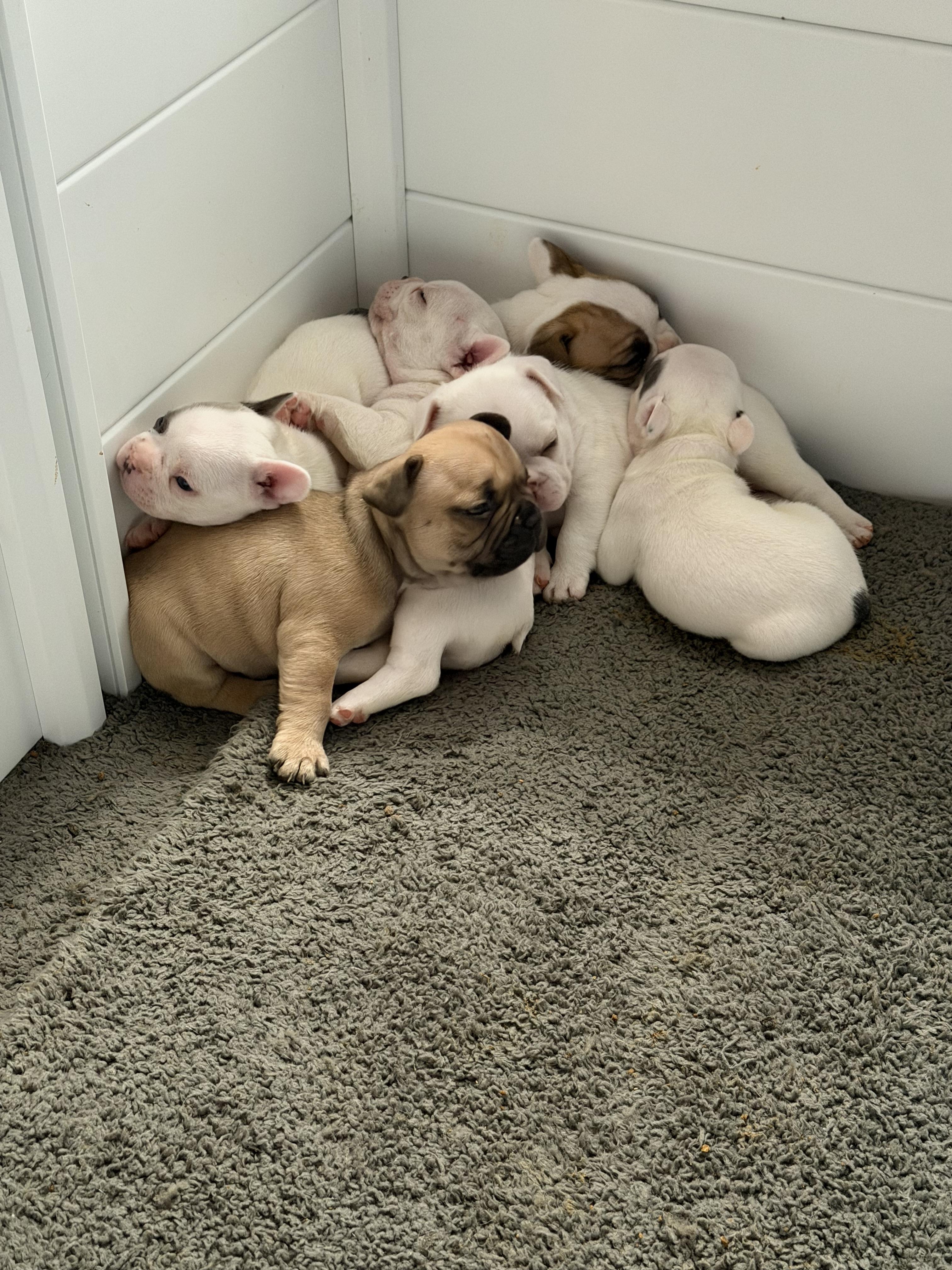Falco’s Frenchies in Pennsylvania | French Bulldog puppies | Good Dog