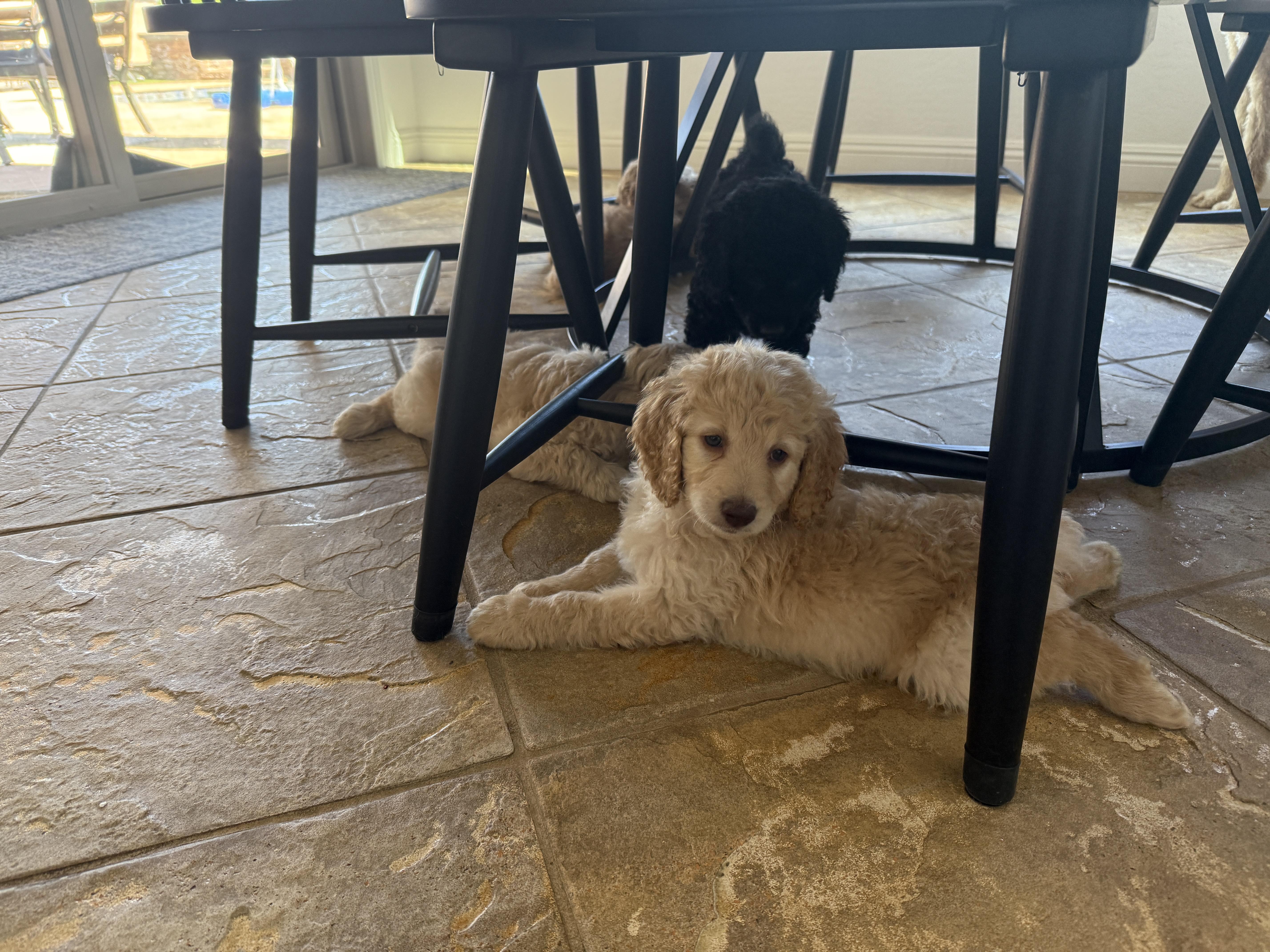 Royal Litter in Arizona | Double Doodle puppies | Good Dog