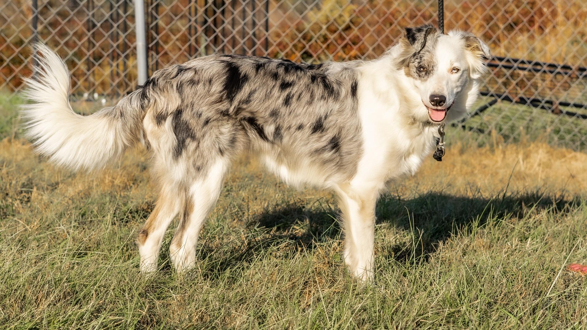 Three16 Ranch in Kentucky | Border Collie puppies | Good Dog