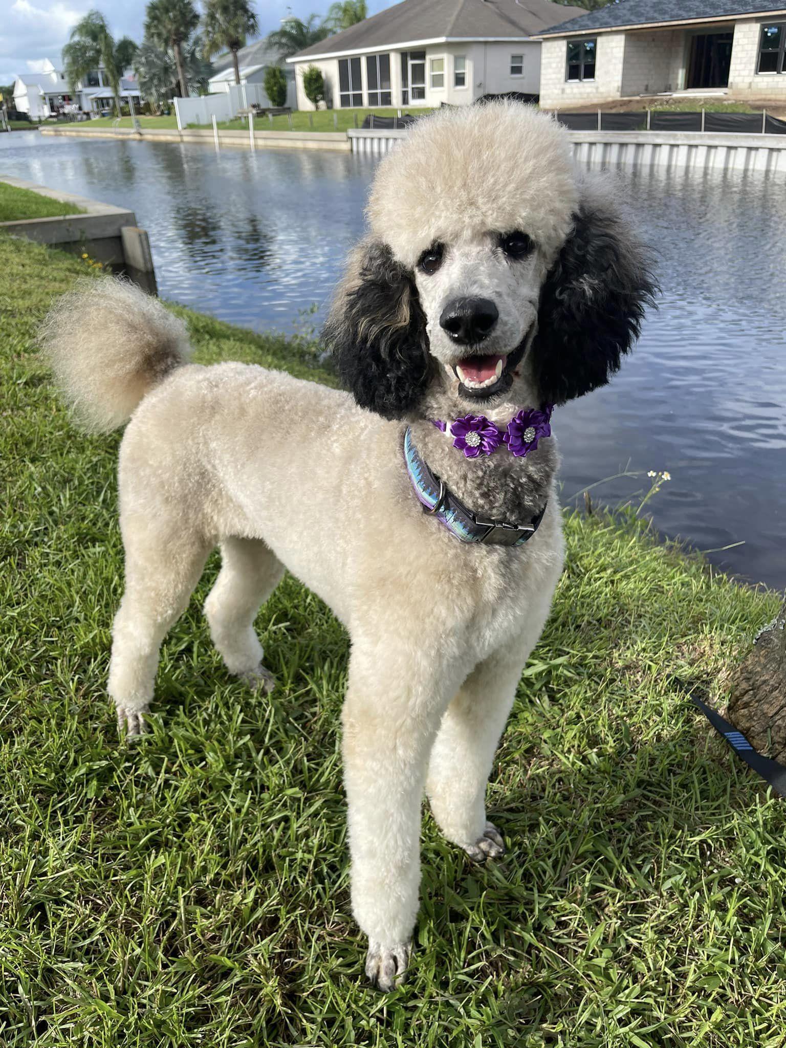 Paddock's Purebred Poodles in Florida | Poodle puppies | Good Dog