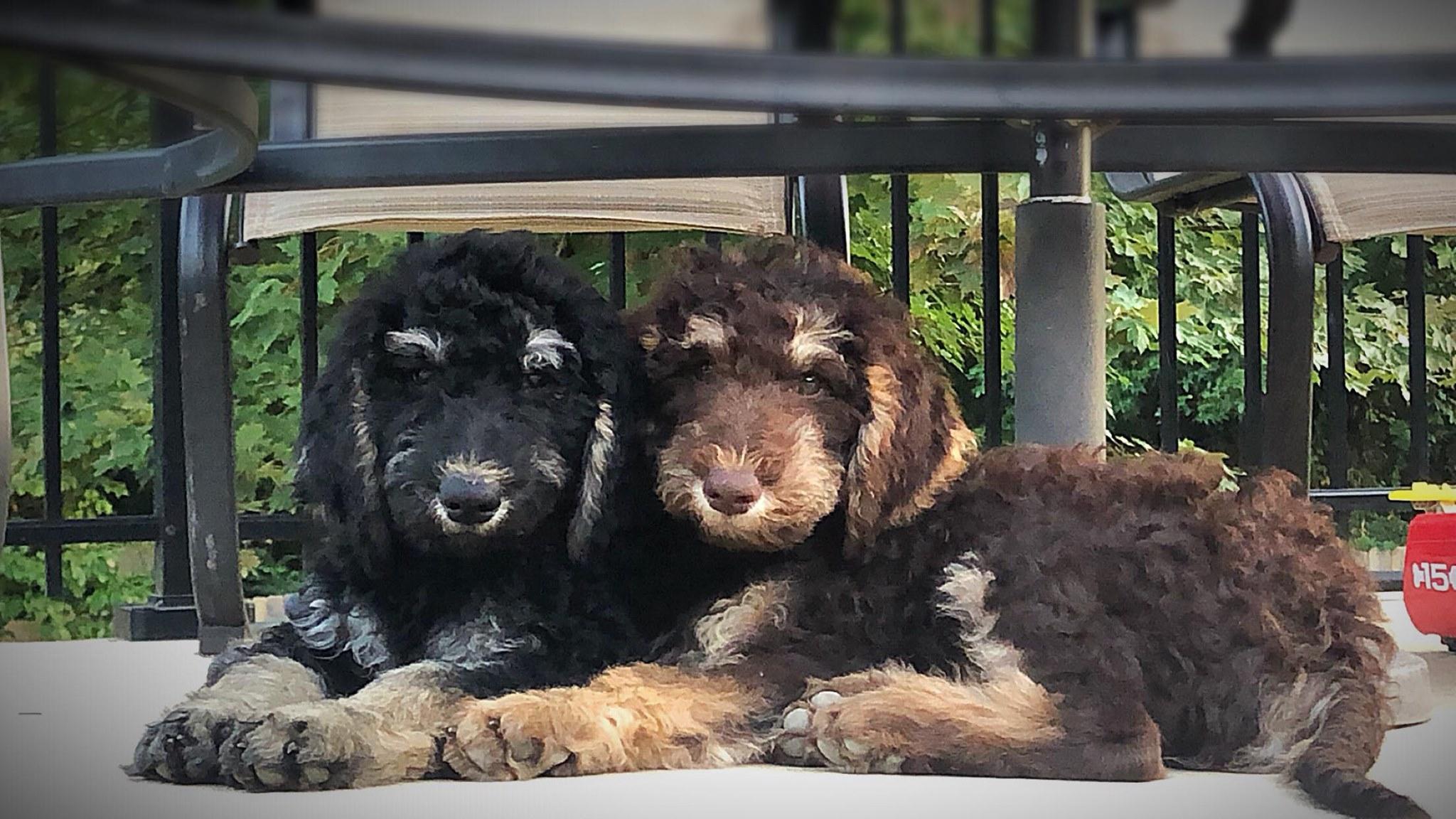 Bama Bred Doodles in Alabama | Goldendoodle and Poodle puppies | Good Dog