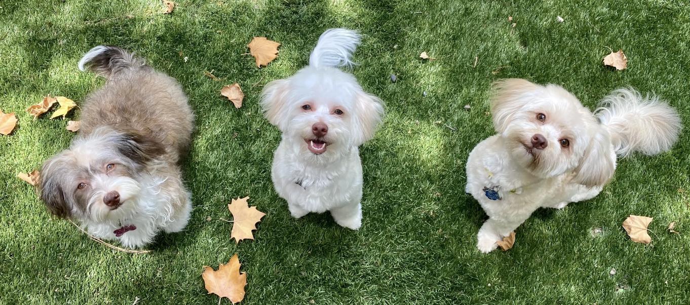 Woodlands Chocolate Havanese in Texas | Havanese puppies | Good Dog