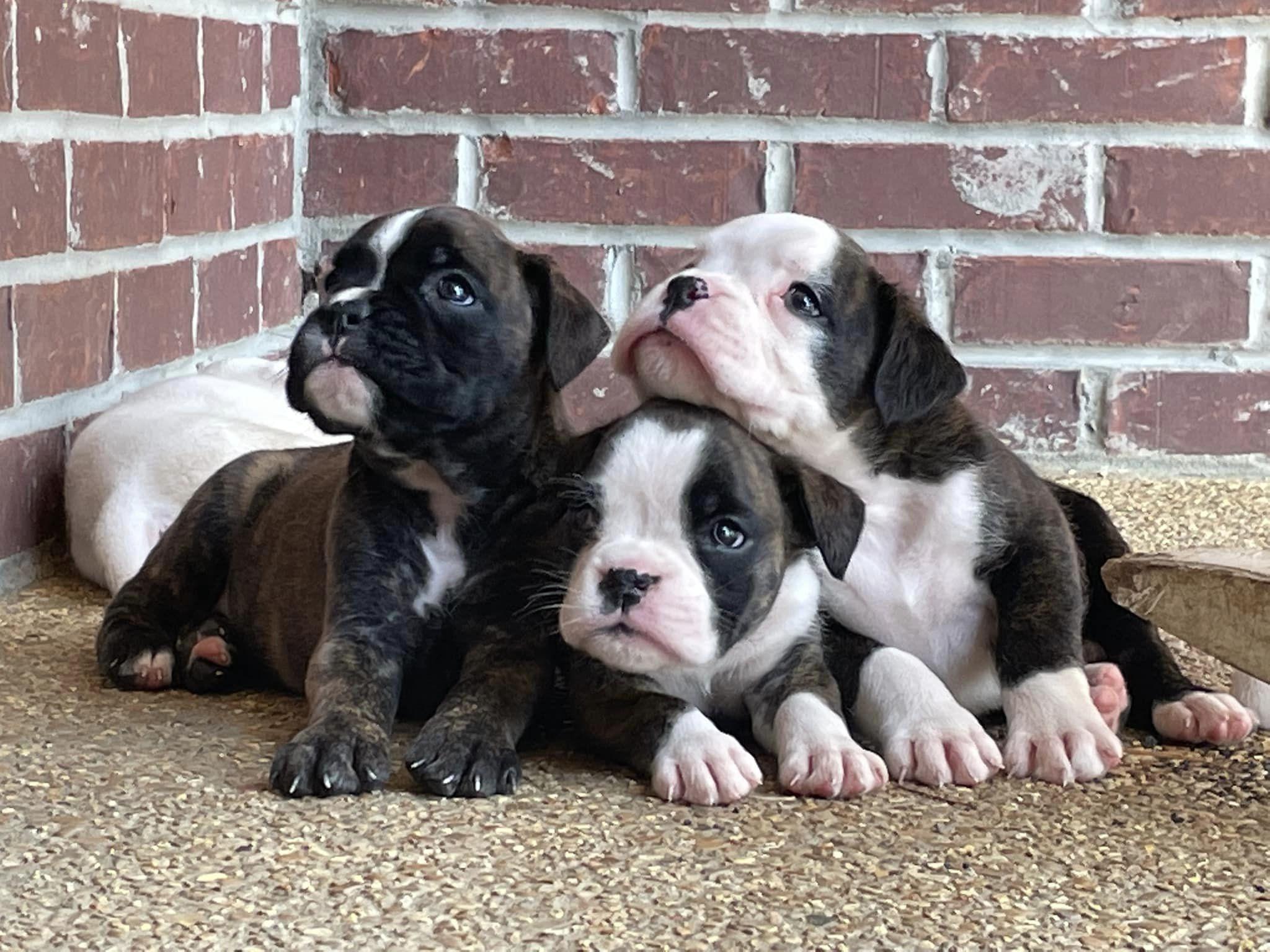Von Wiggins Boxers in Mississippi | Boxer puppies | Good Dog