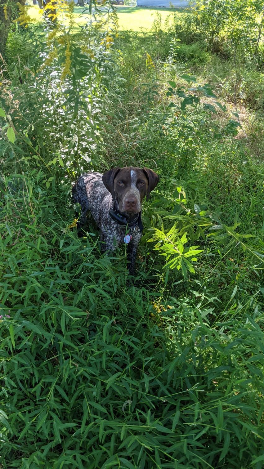 Boujee Bird Dogs in Indiana | German Shorthaired Pointer puppies | Good Dog