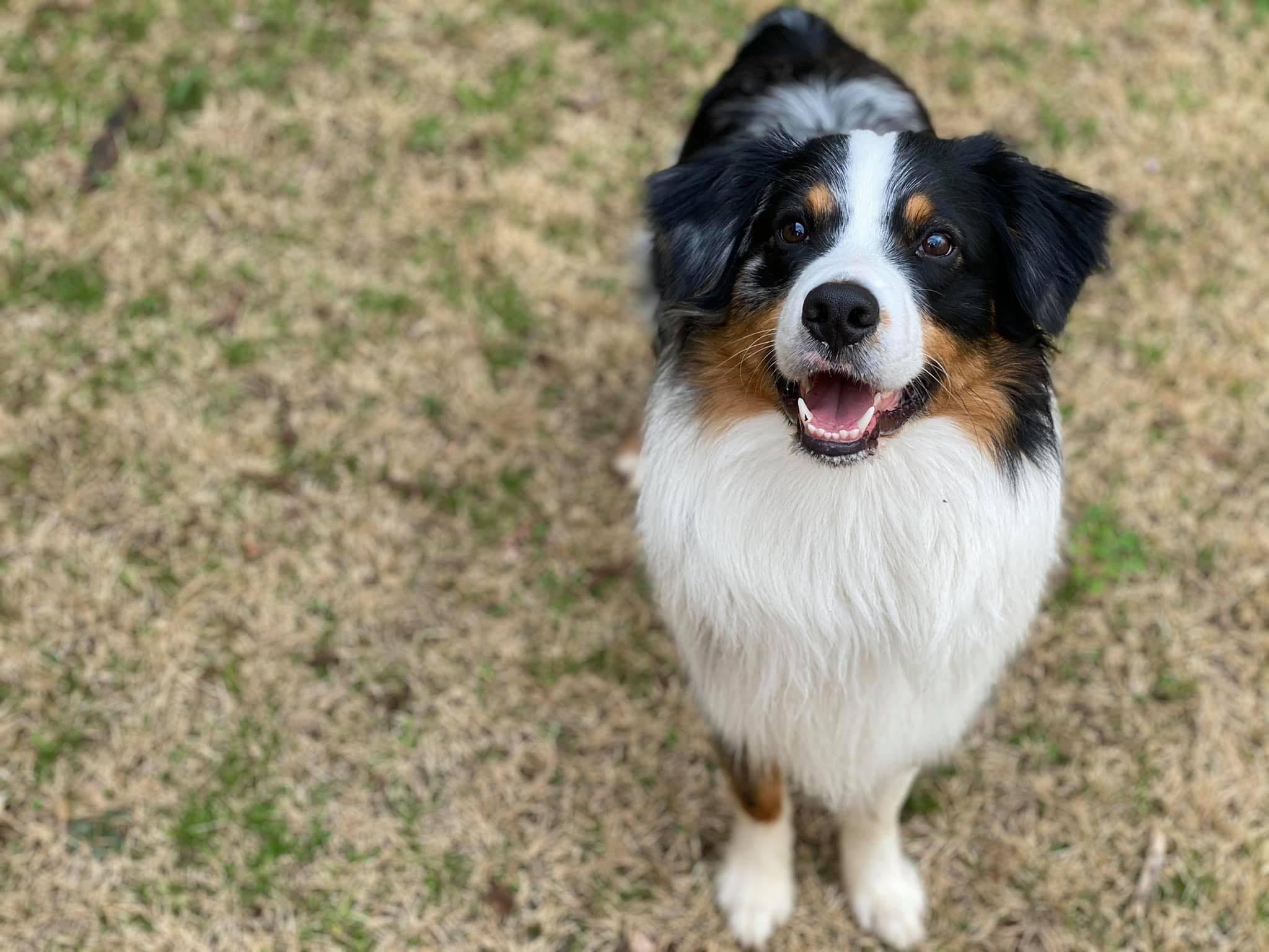 Crosby’s Southern Shepherds in Georgia | Australian Shepherd puppies ...