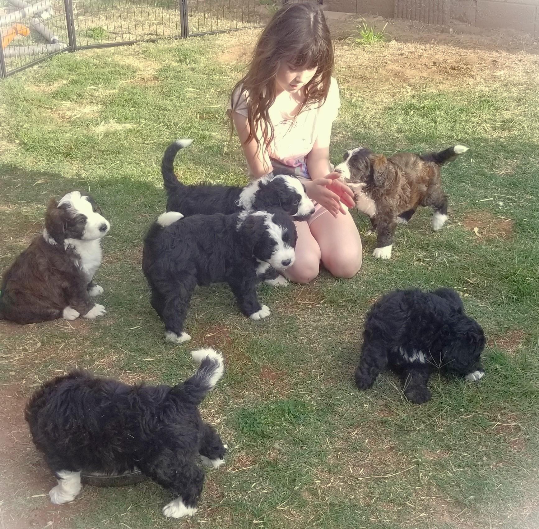 Cookies and Cream Doodles in Arizona | Bernedoodle and Goldendoodle puppies | Good Dog