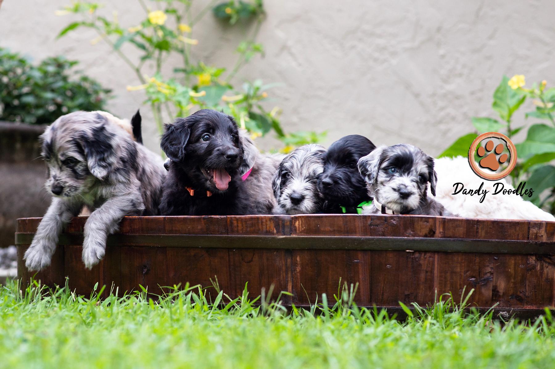 Dandy Doodles in Florida | Goldendoodle puppies | Good Dog