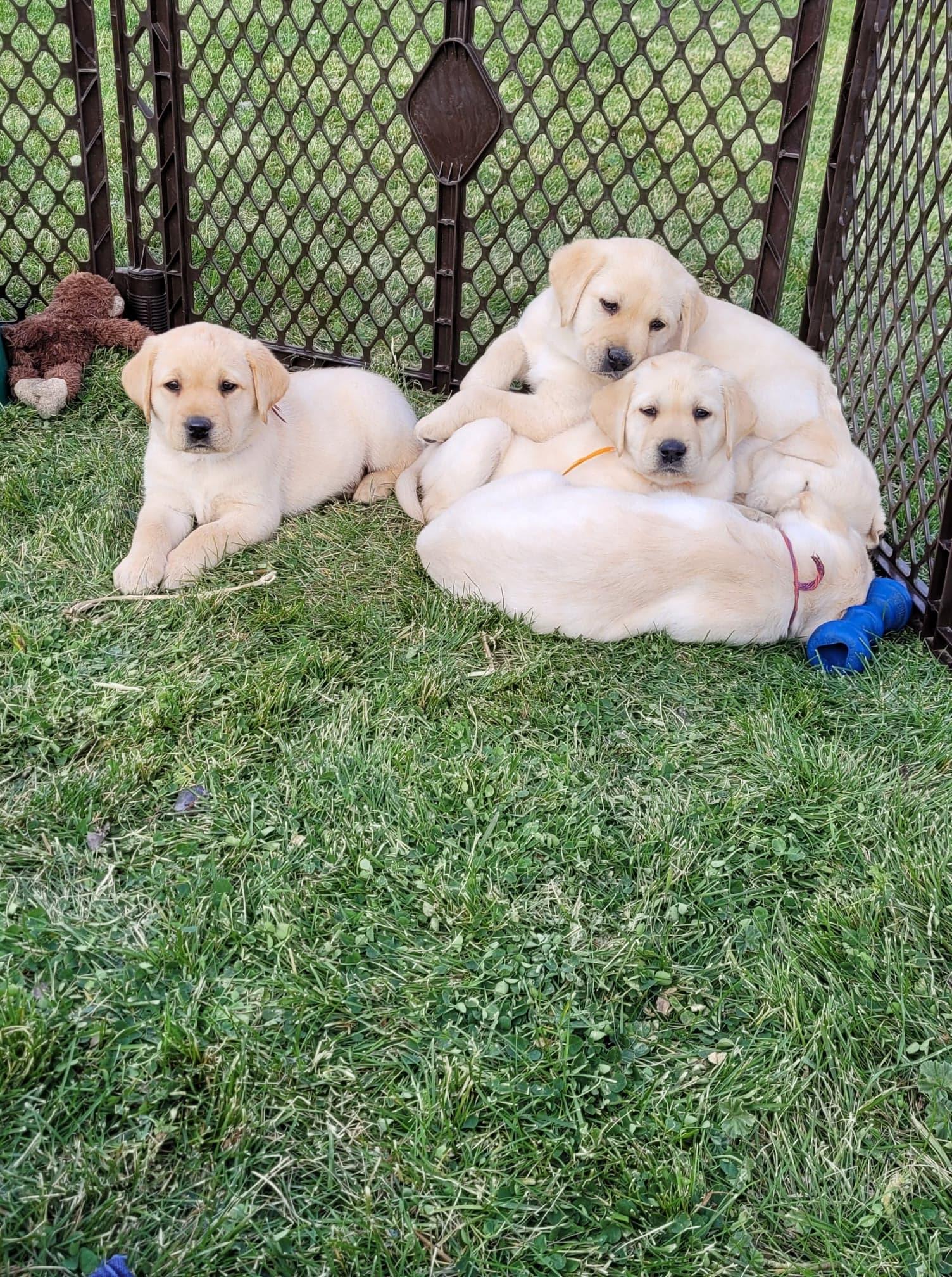 Kolfyre Labradors in Wyoming | Labrador Retriever puppies | Good Dog