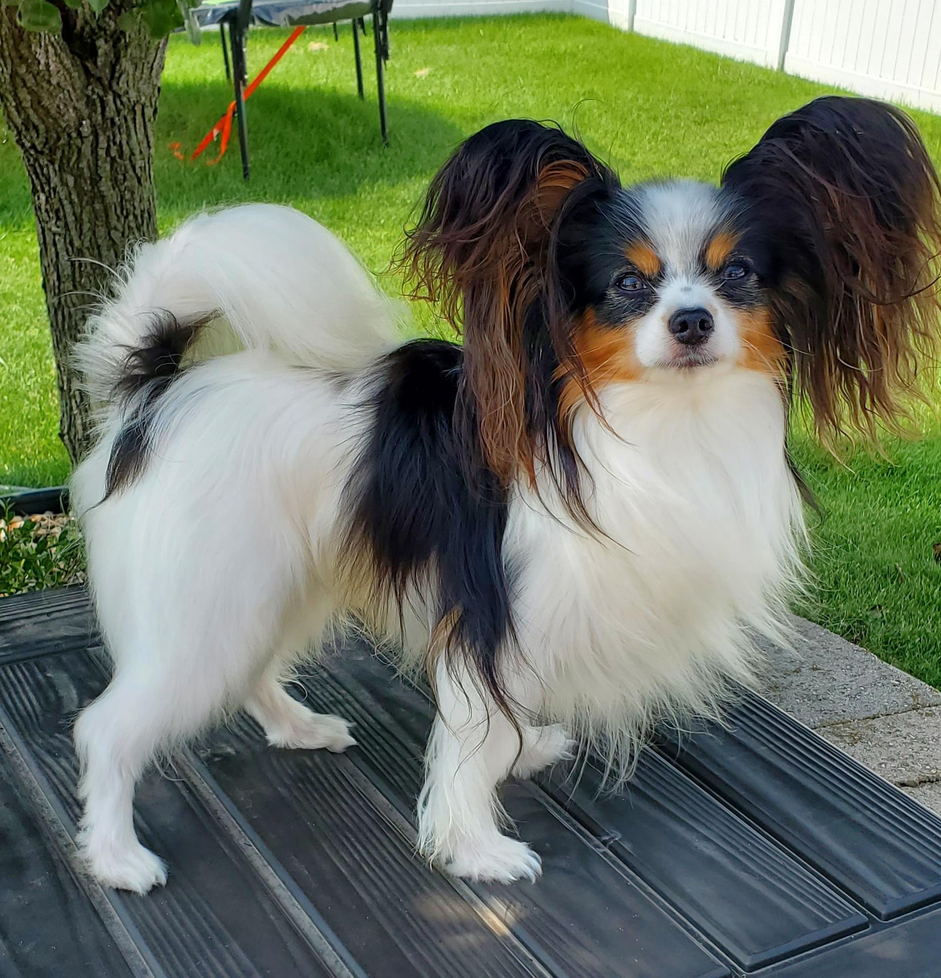 SwiftWind Papillons in Illinois | Papillon puppies | Good Dog