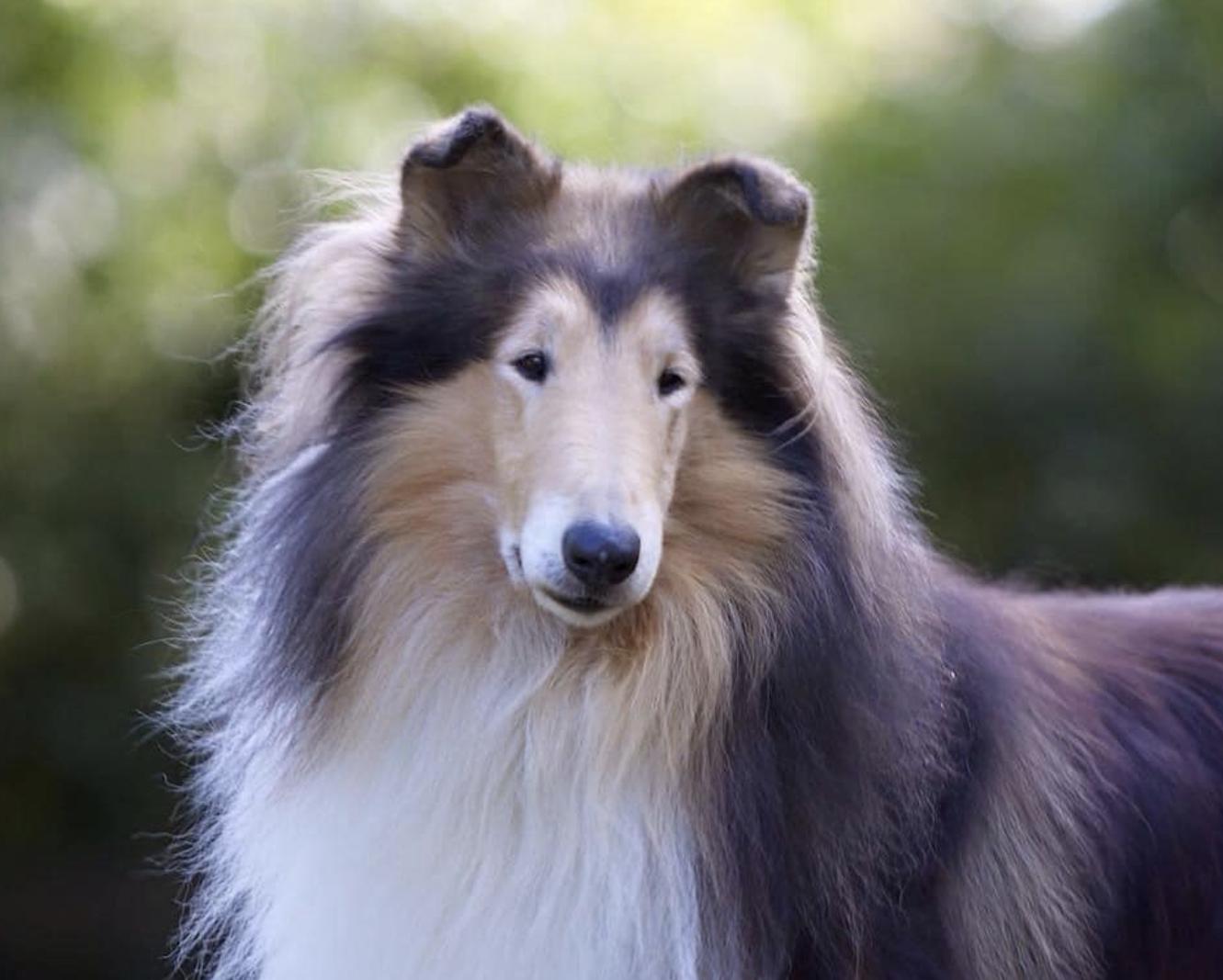 Marnus Collies in Maryland | Collie puppies | Good Dog